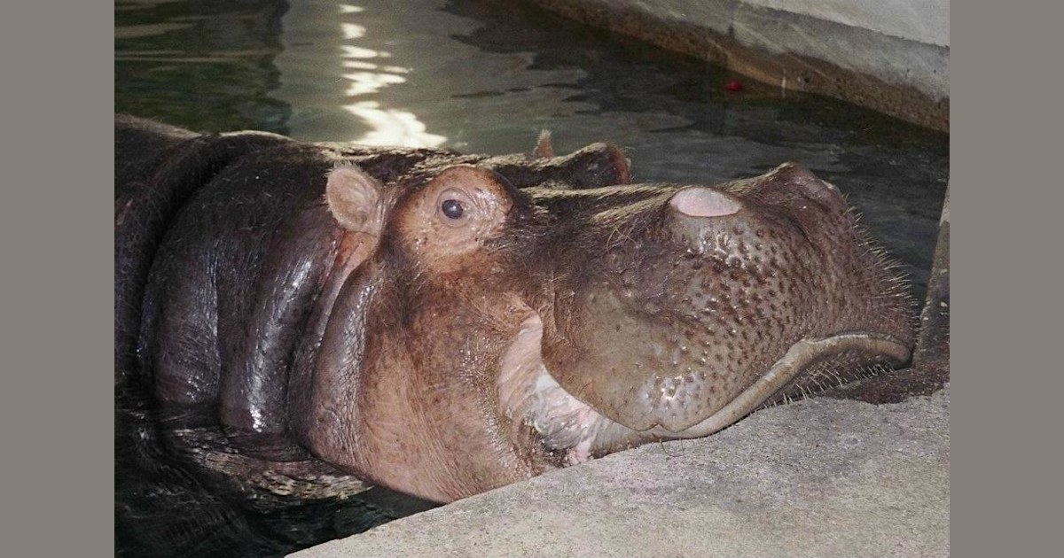Goodbye, Donna: World's oldest hippo in captivity dies at 61