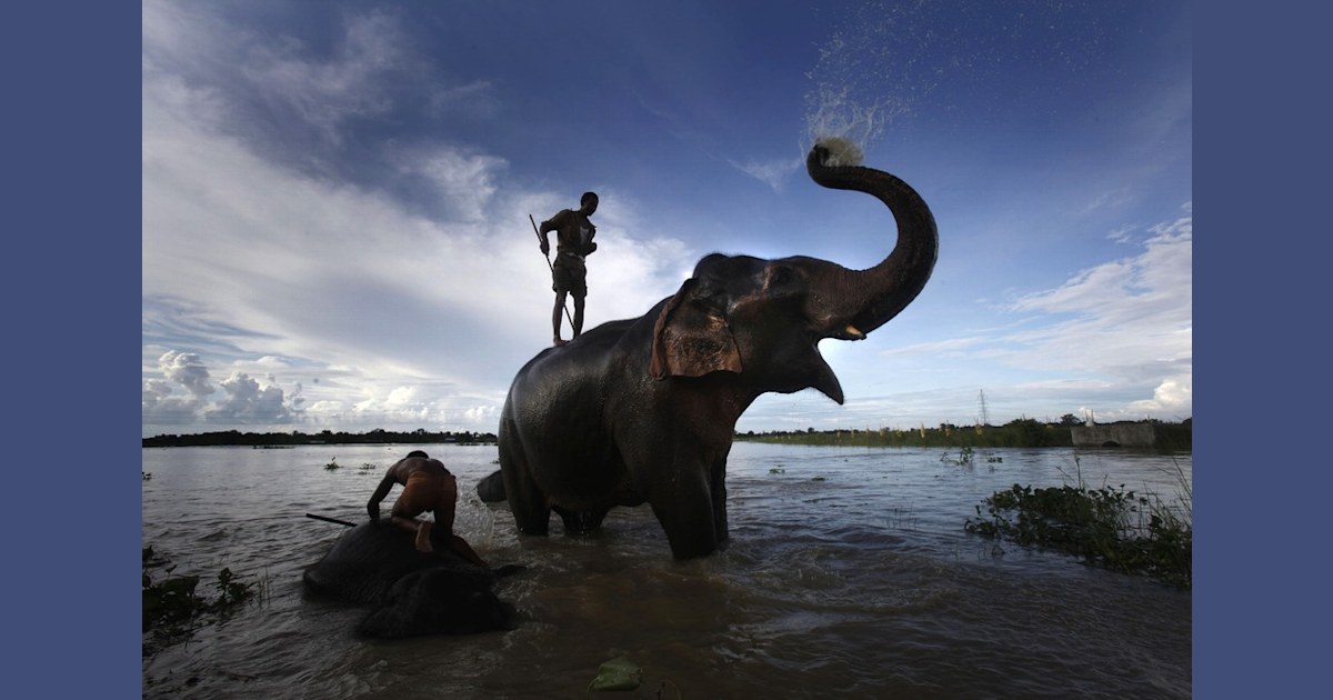 A shady spot to wash your elephant
