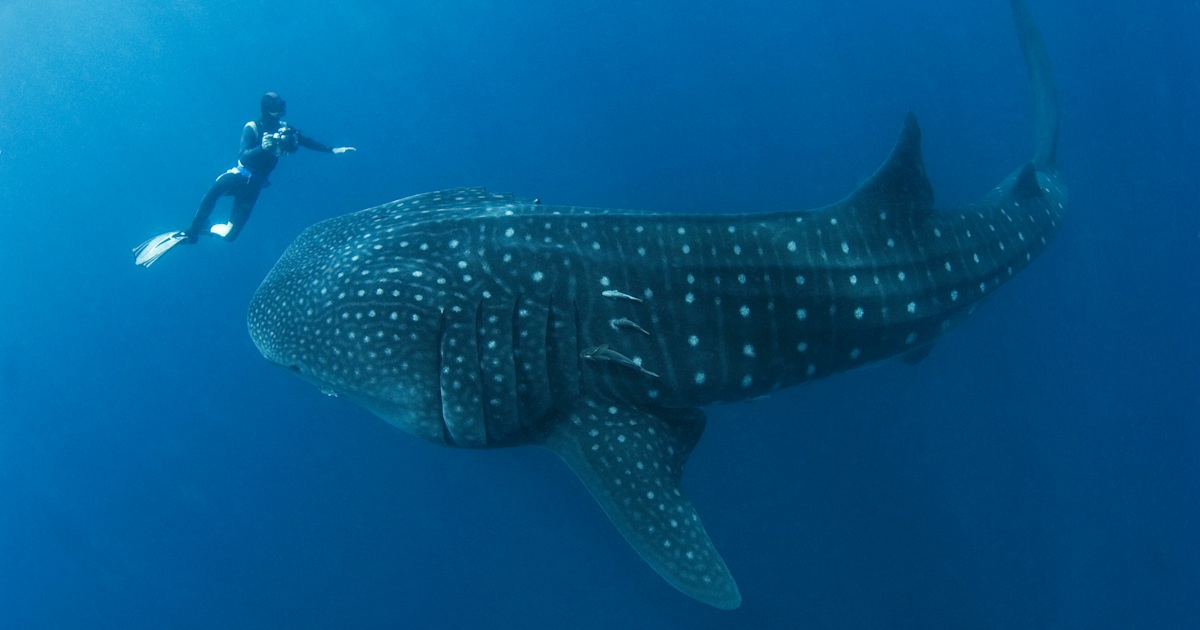 Gulp! Diver is almost swallowed by whale shark