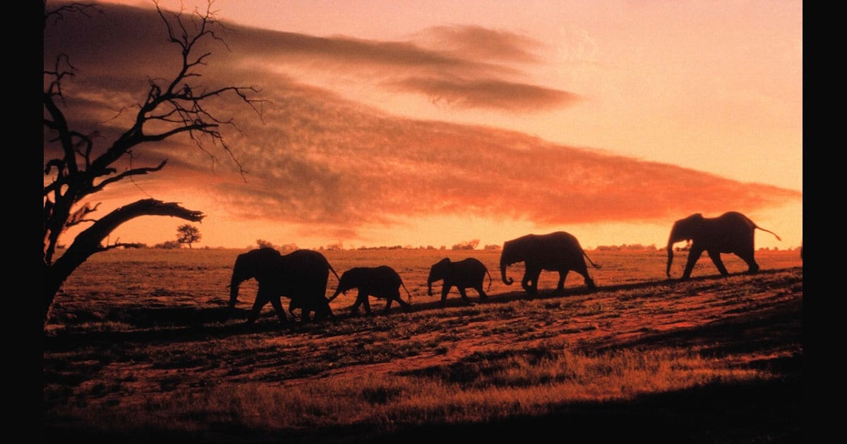 Elephant migration at sunset in Mali