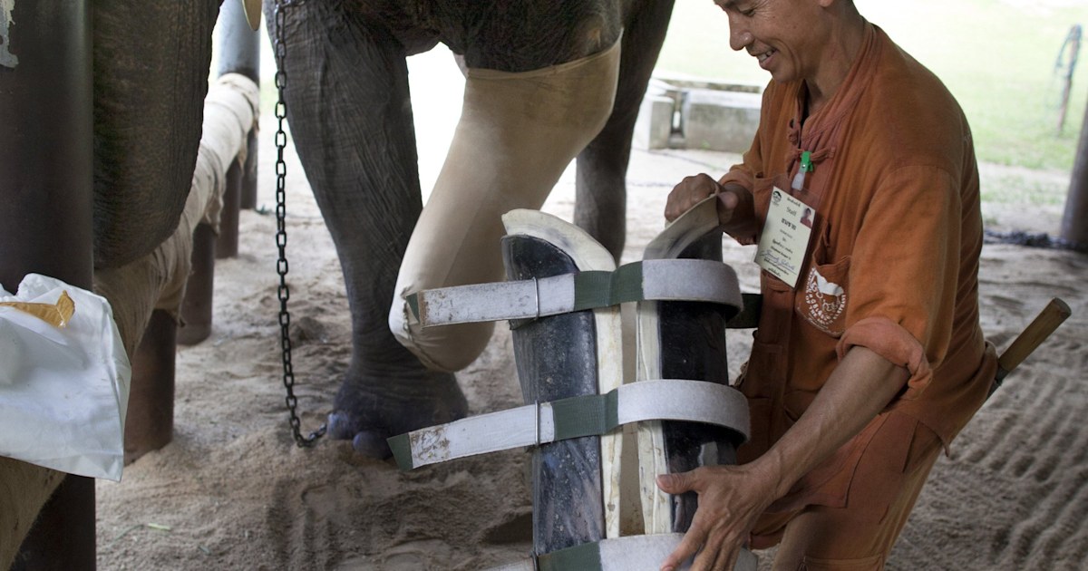 Stomp! Gentle giant gets a new leg to stand on