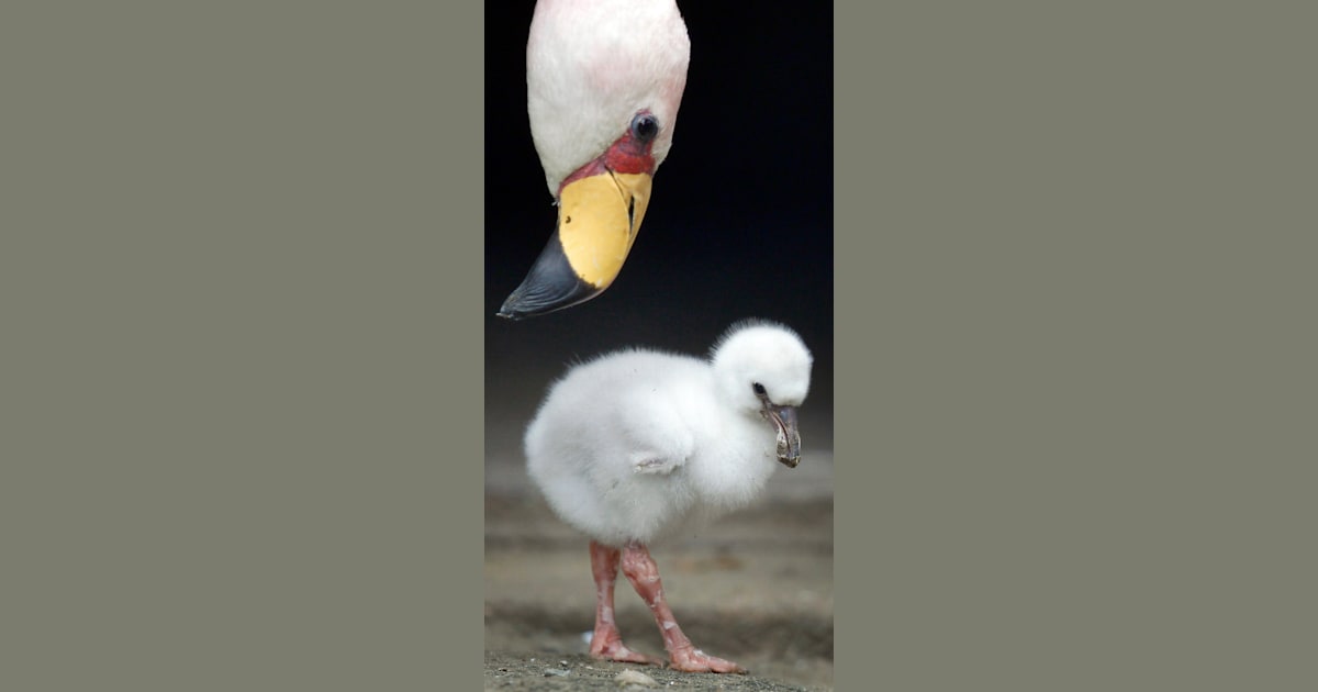 Fuzzy flamingo chick gets watchful eye