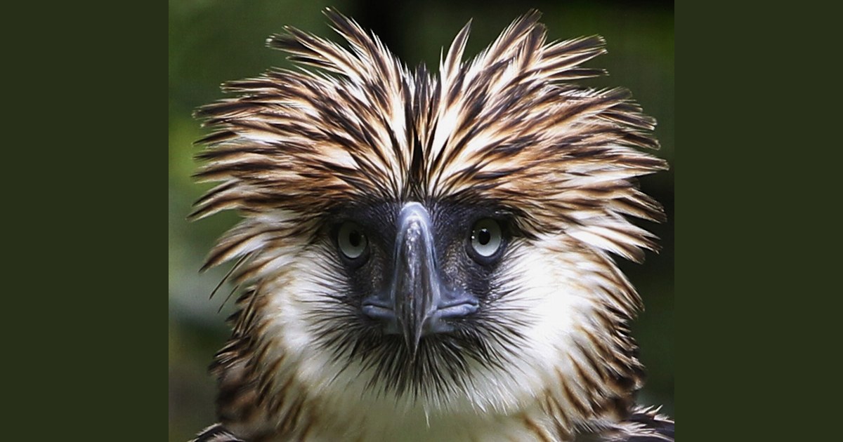 philippine eagle conservation efforts article