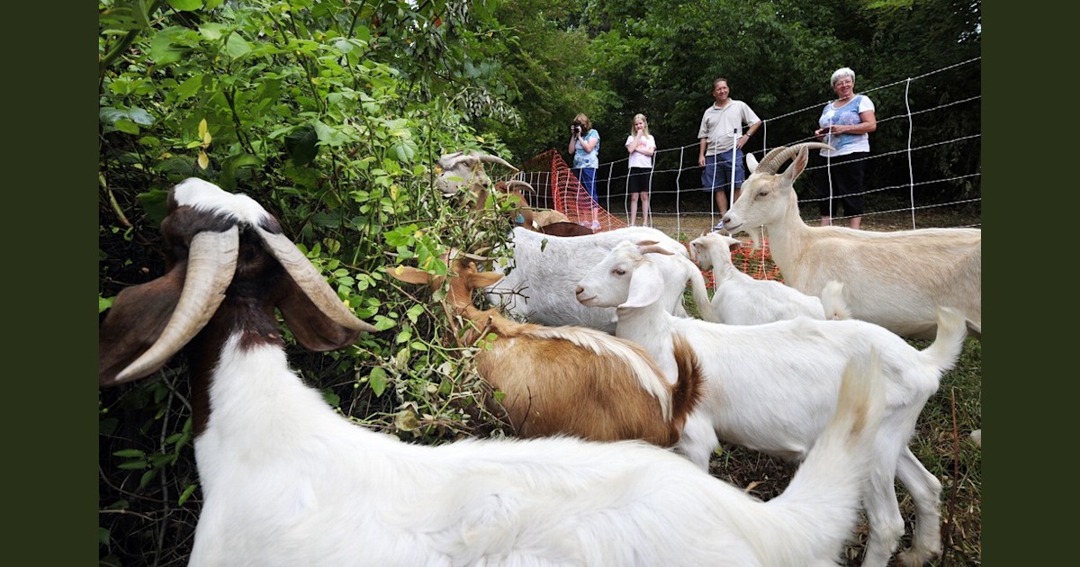 Got goats? 25 help gardeners by chomping on bushes