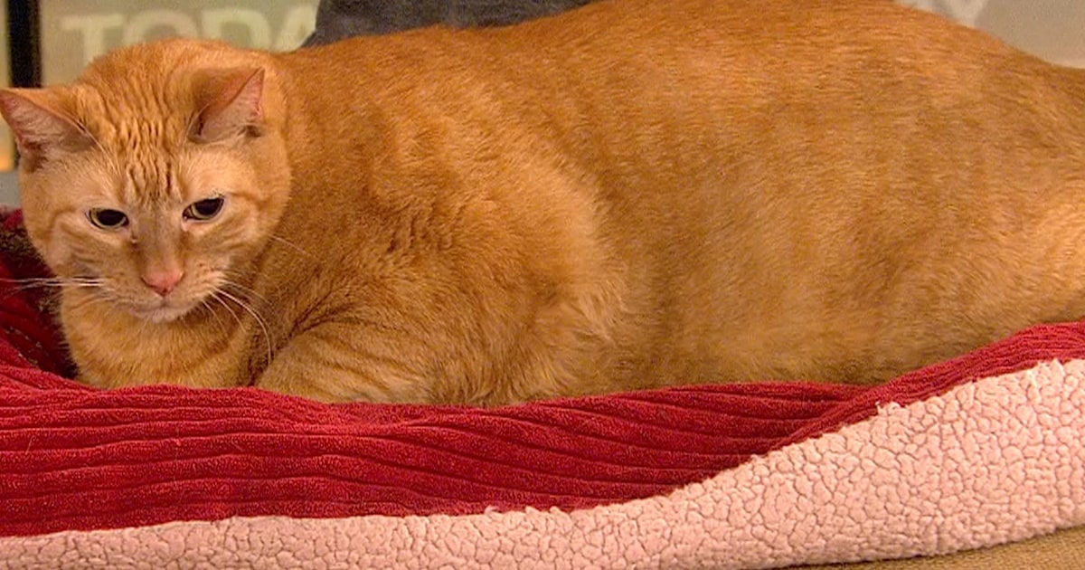 Sponge Bob the 33-pound tabby dies