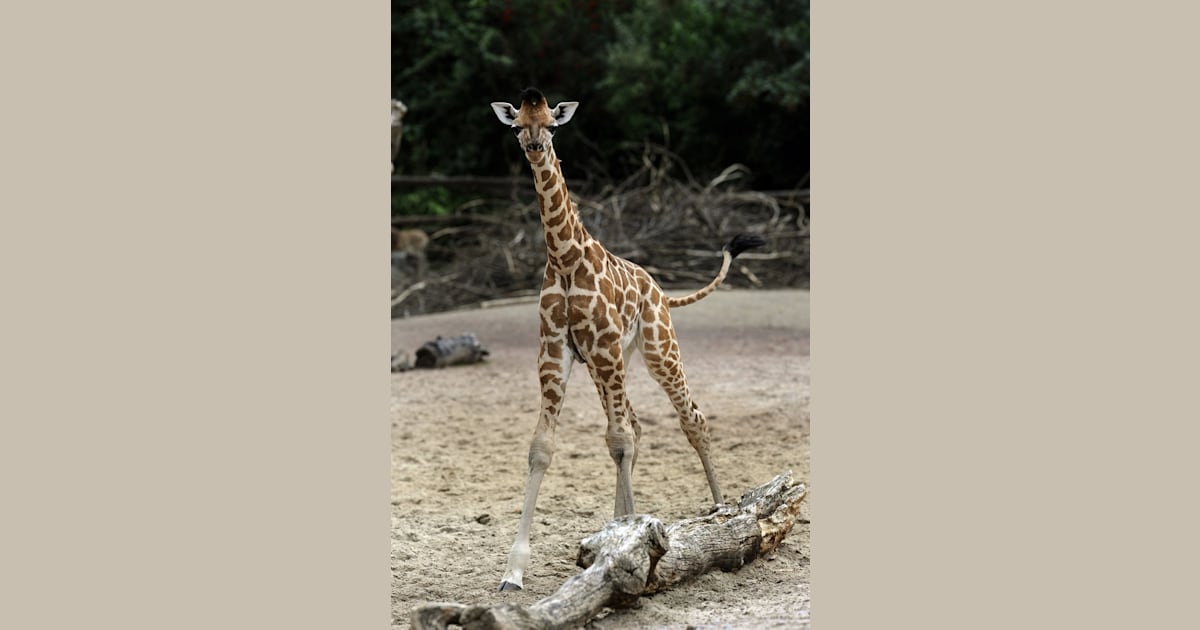 Rare giraffe born at German Zoo