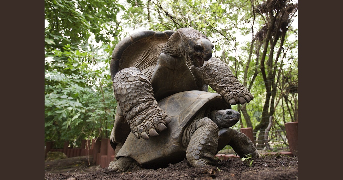 Aldabra tortoise mating day