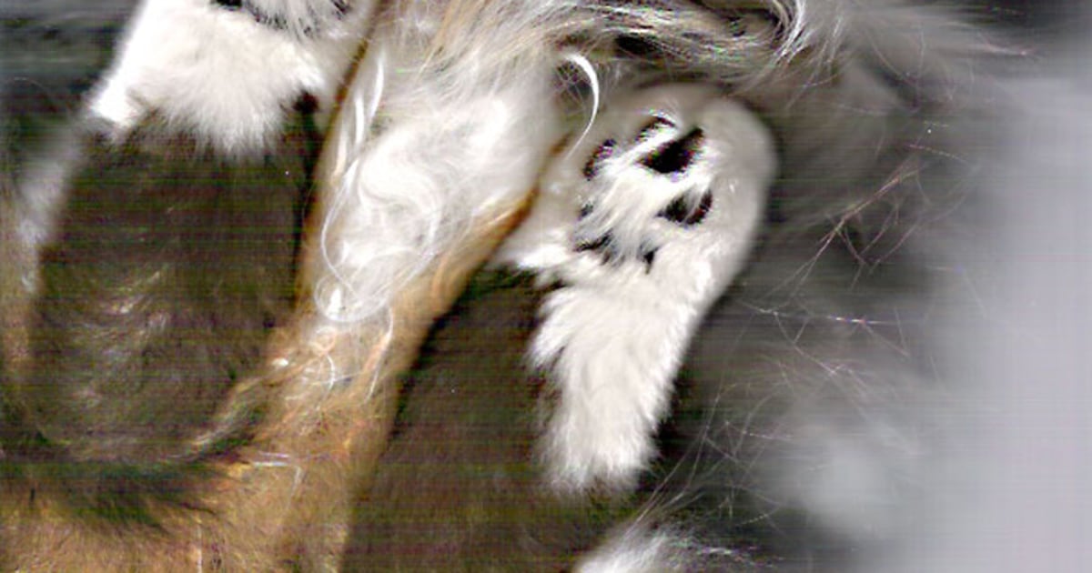 Got a cat? Got a scanner? Behold, The Cat Scan site