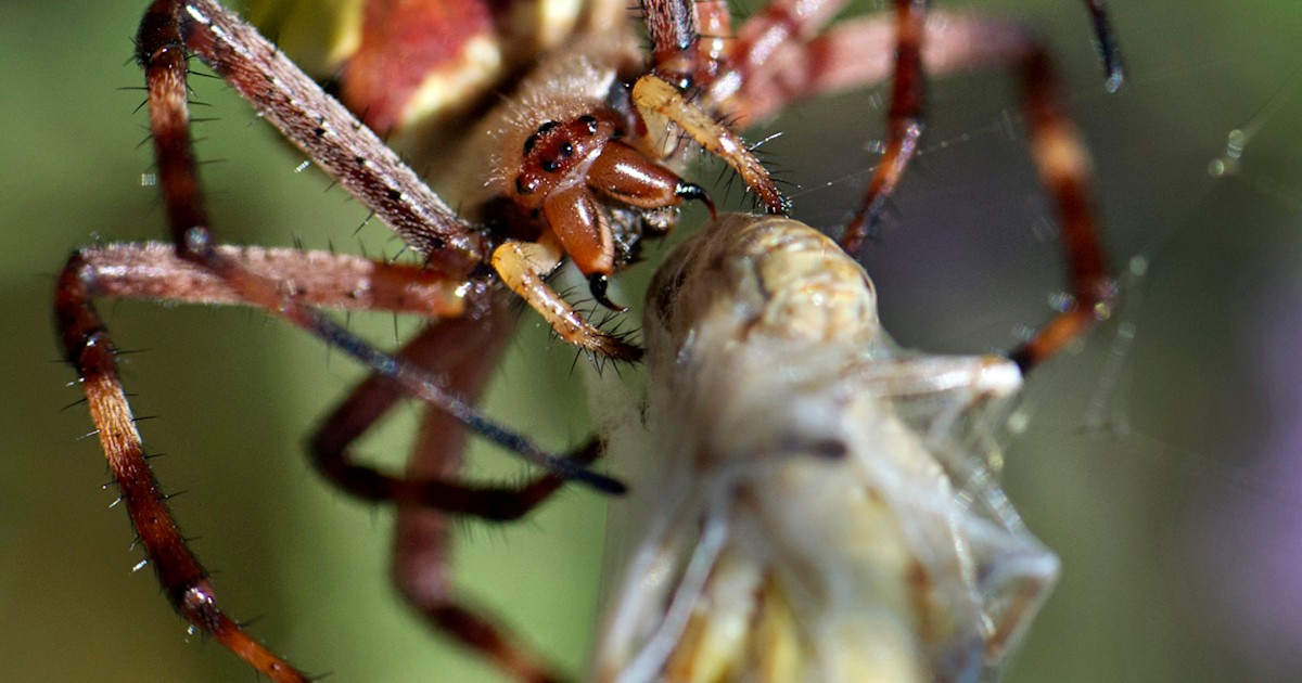 The not so... itsy, bitsy spider