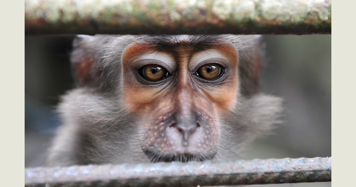 He's a survivor: Wise monkey seems to reflect on his crisis-stricken zoo