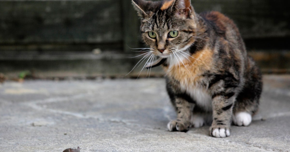 Real life 'Tom and Jerry'