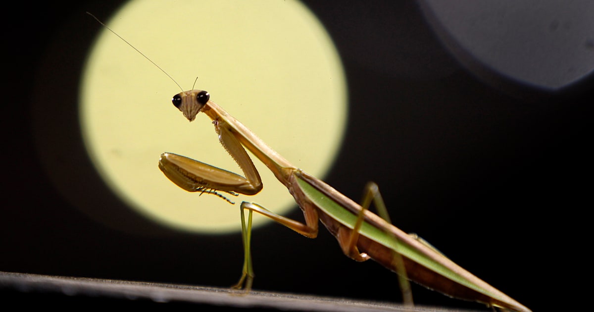 Praying mantis takes center stage at ball games