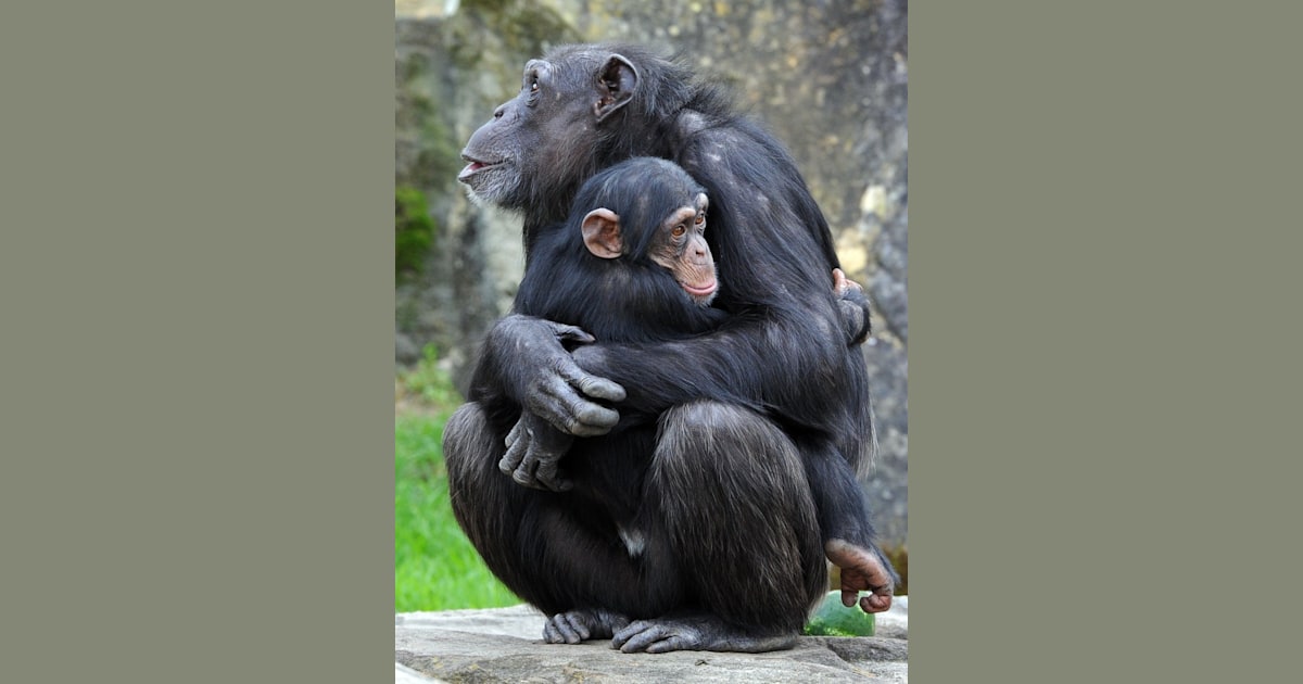 Monkey hug: Chimps enjoy new habitat in Sydney zoo