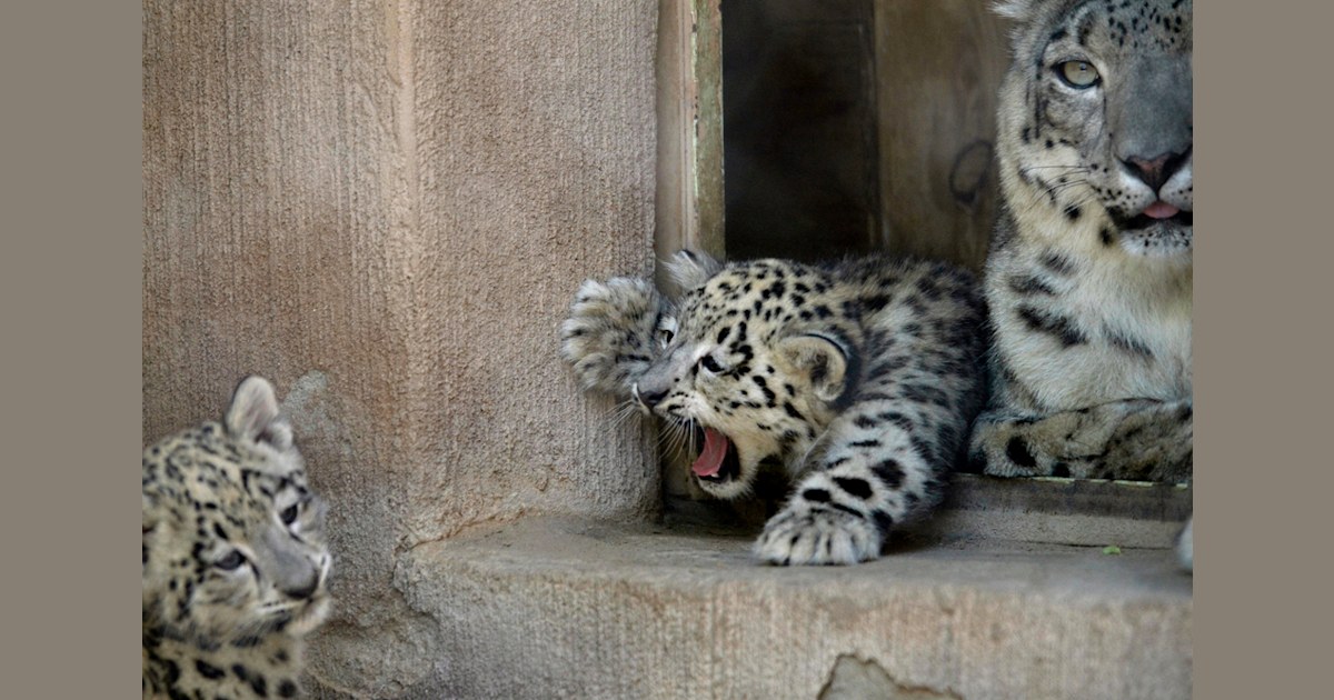 Young snow leopard twins explore their new home