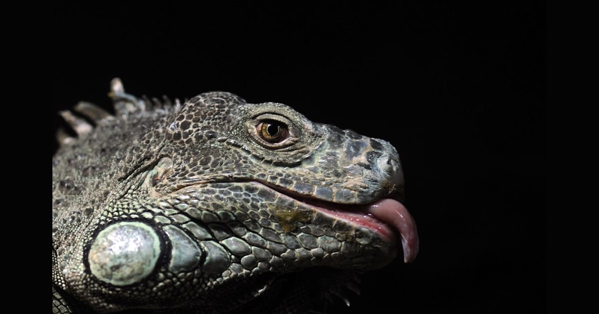 Lounge lizard in Tokyo