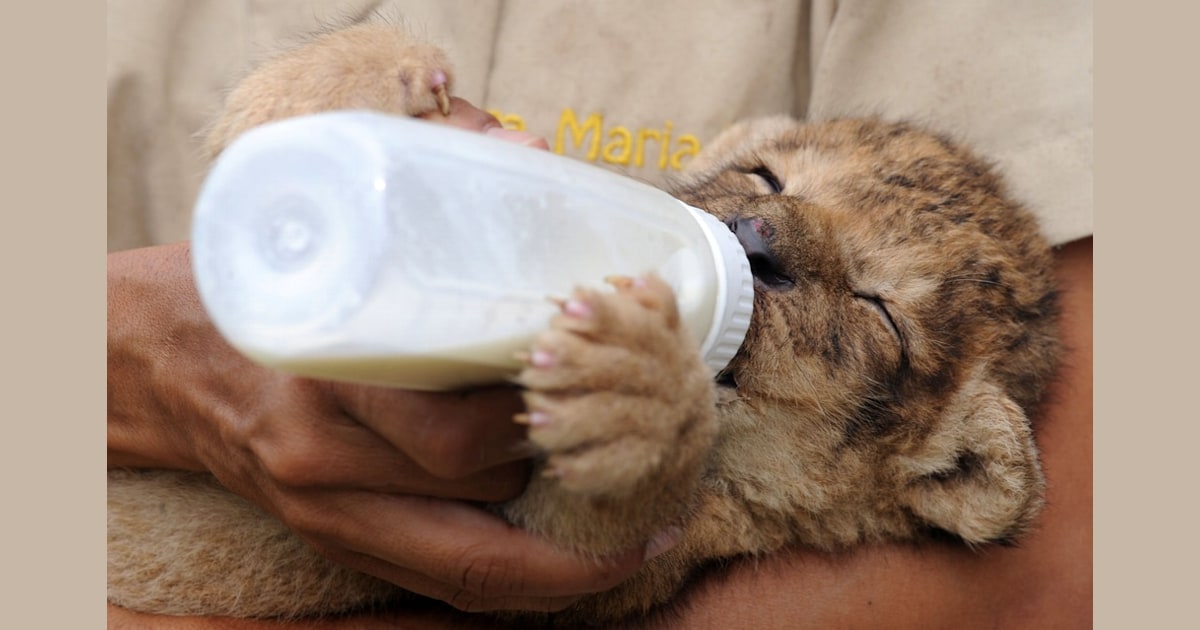 Awwww! Baby lion drinks from a bottle