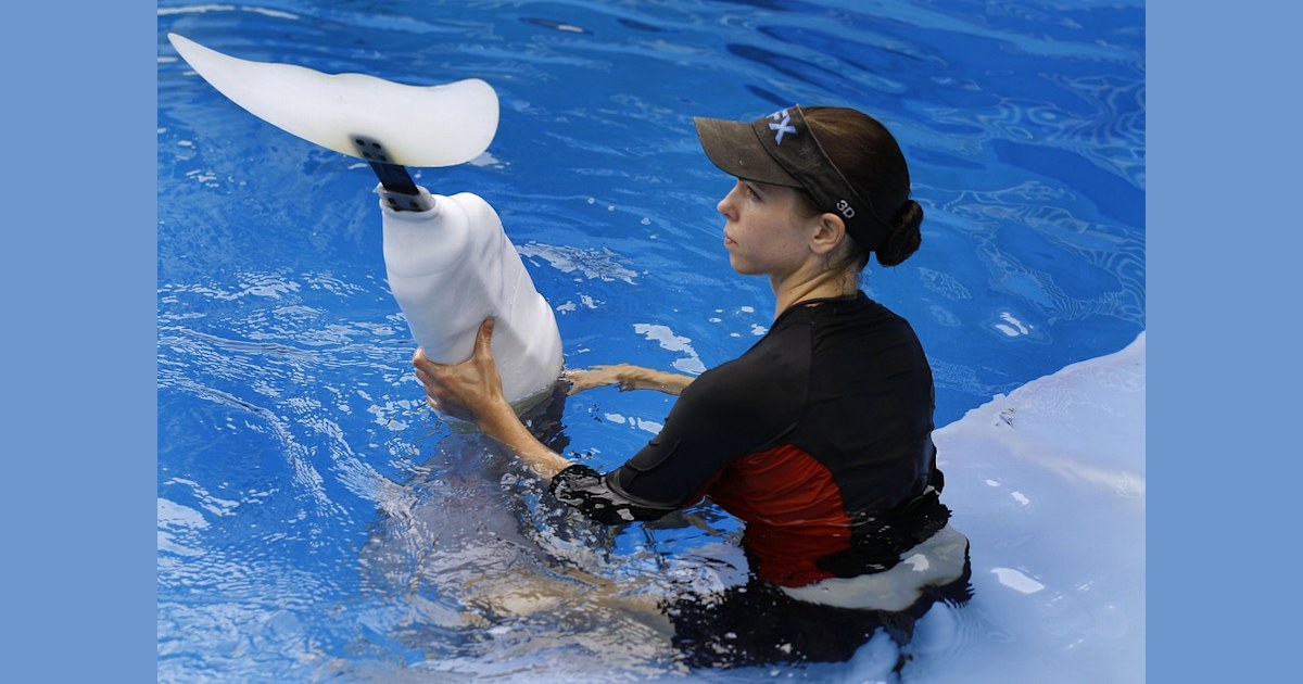 A real life dolphin tale