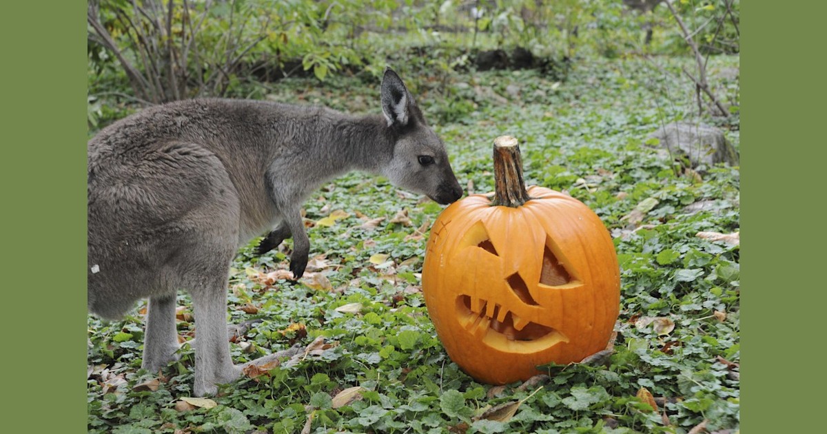 Zoo animals have a smashing (pumpkins) good time!