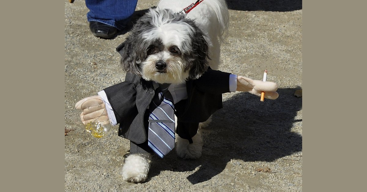 Haunted hounds: The annual Tompkins Square Halloween Dog Parade
