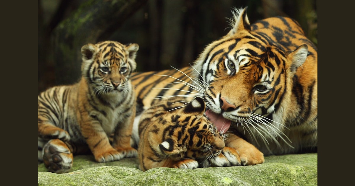 Three tiger cubs debut at Taronga Zoo