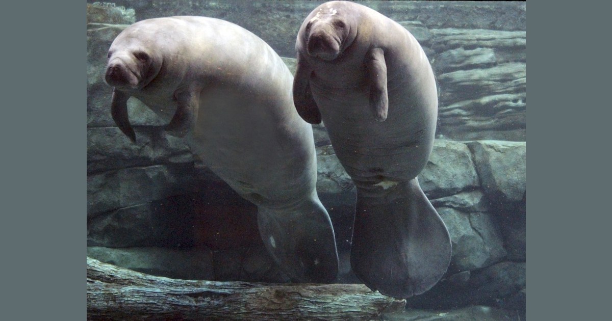 You can't keep a good manatee down, so this one's returning to the wild