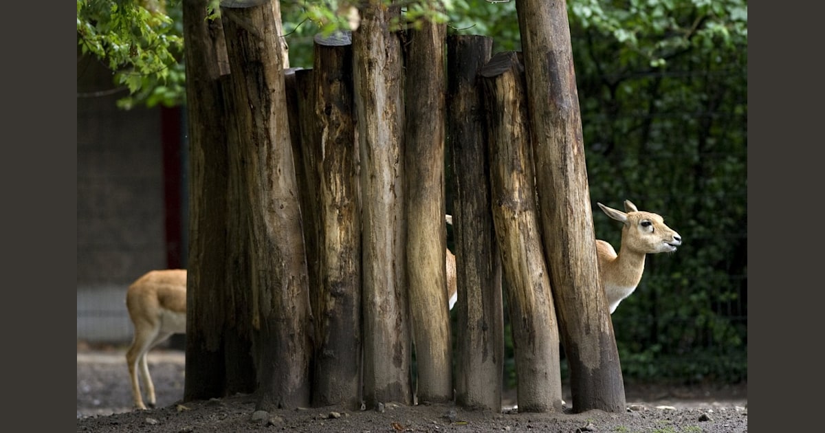 Baby antelopes frolick at the Berlin Zoo
