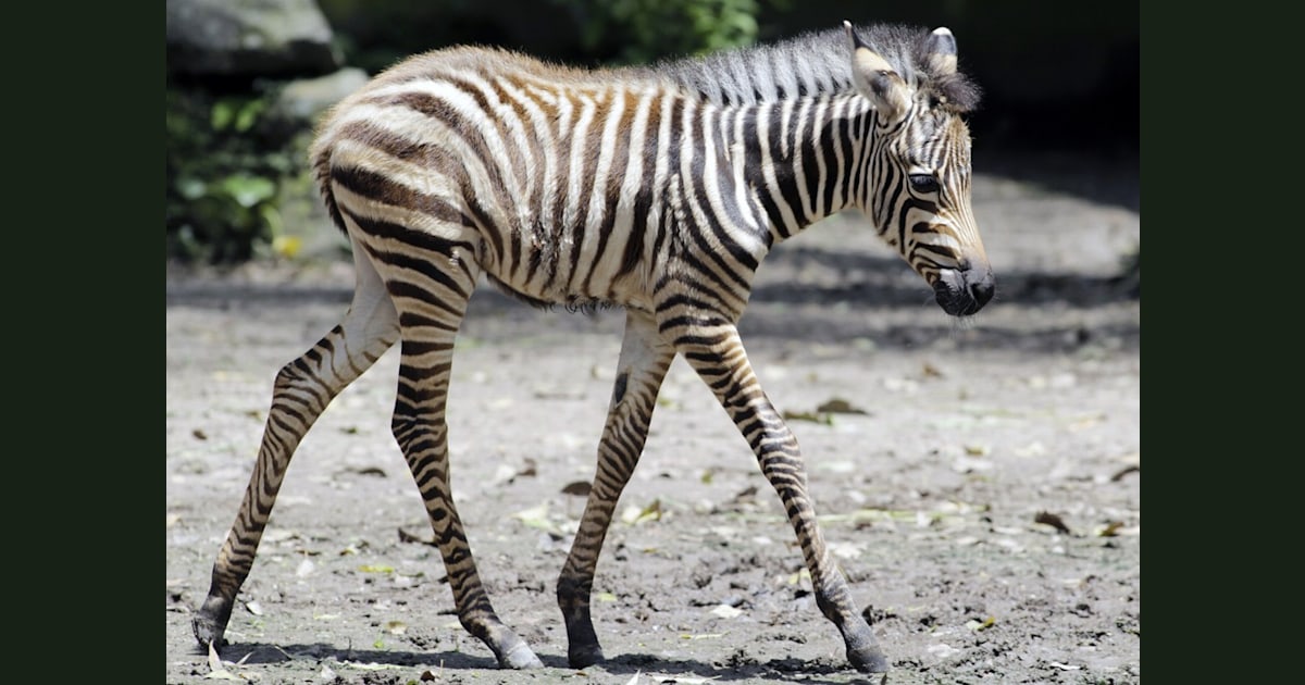 Seeing stripes? New baby zebra born in El Salvador