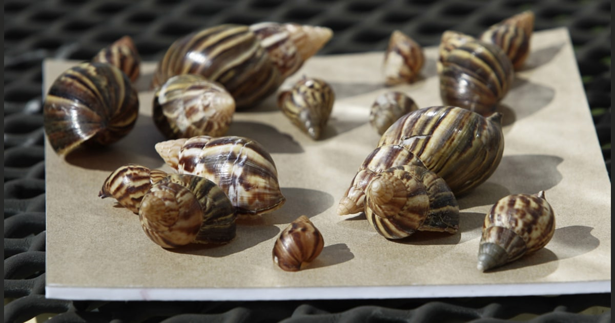 Slime time: Giant snails freak out Floridians