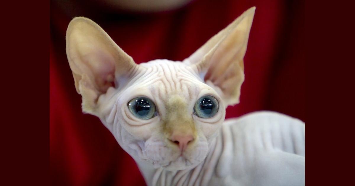 Purrrr-fect! Exotic cat breeds show off at international beauty contest