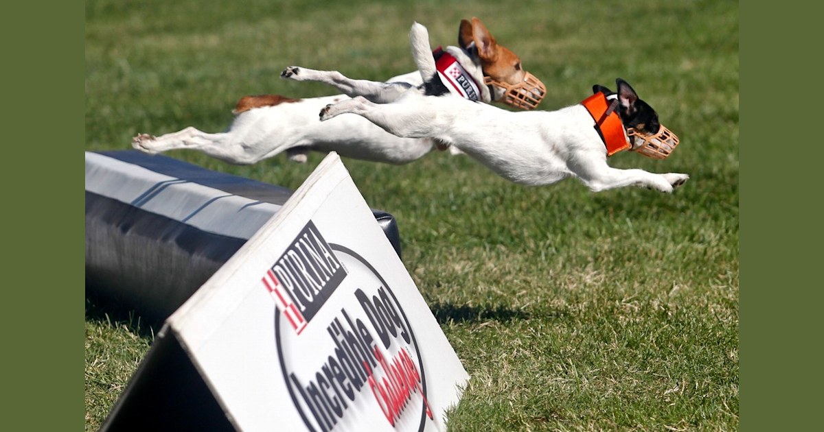 Doggone good! The Purina Incredible Dog Challenge