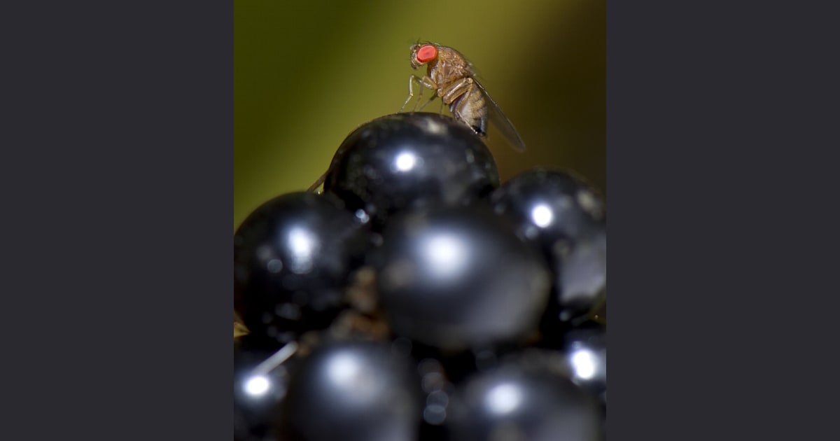 The fruit fly -- up close