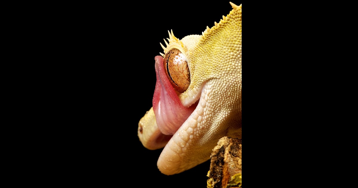 These critters are ready for their (extreme) close-up