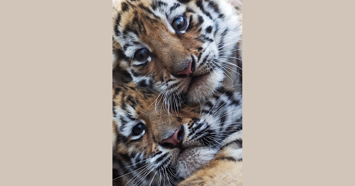 Showing their stripes: Tiger twins charm zoogoers