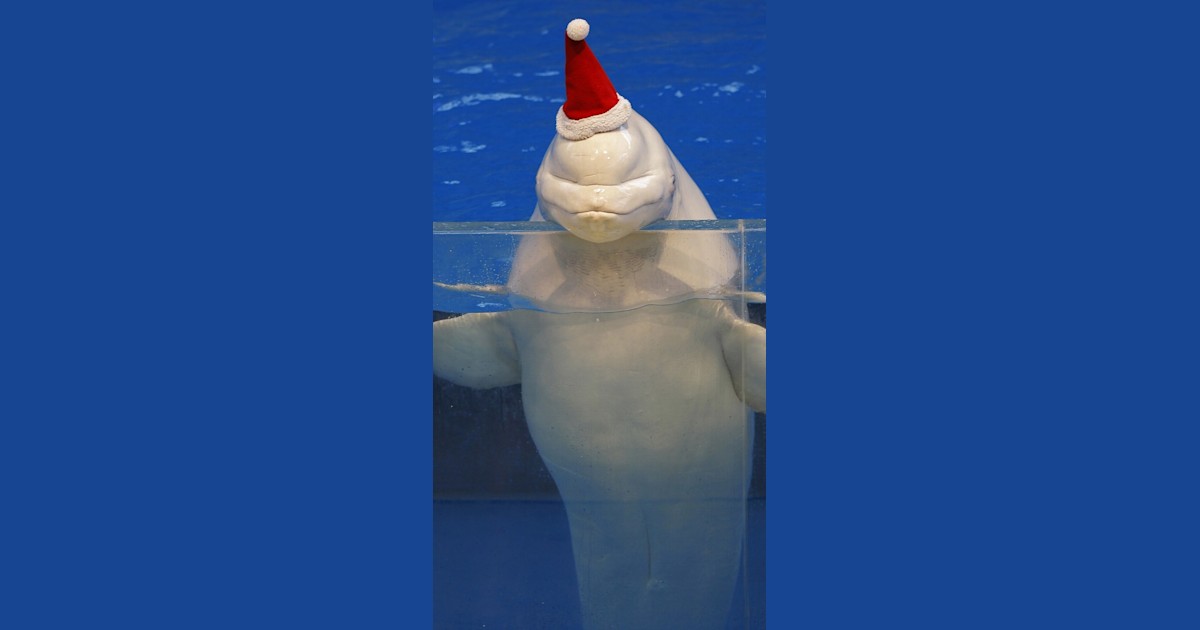 Ho ho ho, thar she blows! Beluga plays Santa