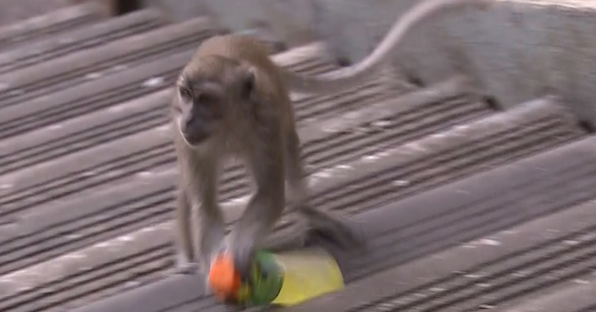 Monkeying around during Where in the World