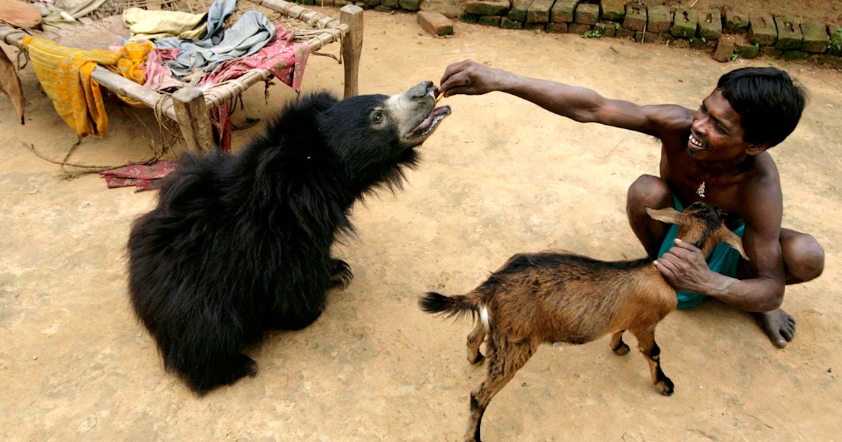 Sloth bear cub plays with family like a dog