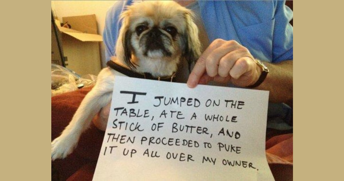 Pups 'confess' their bad behavior on new Dogshaming blog