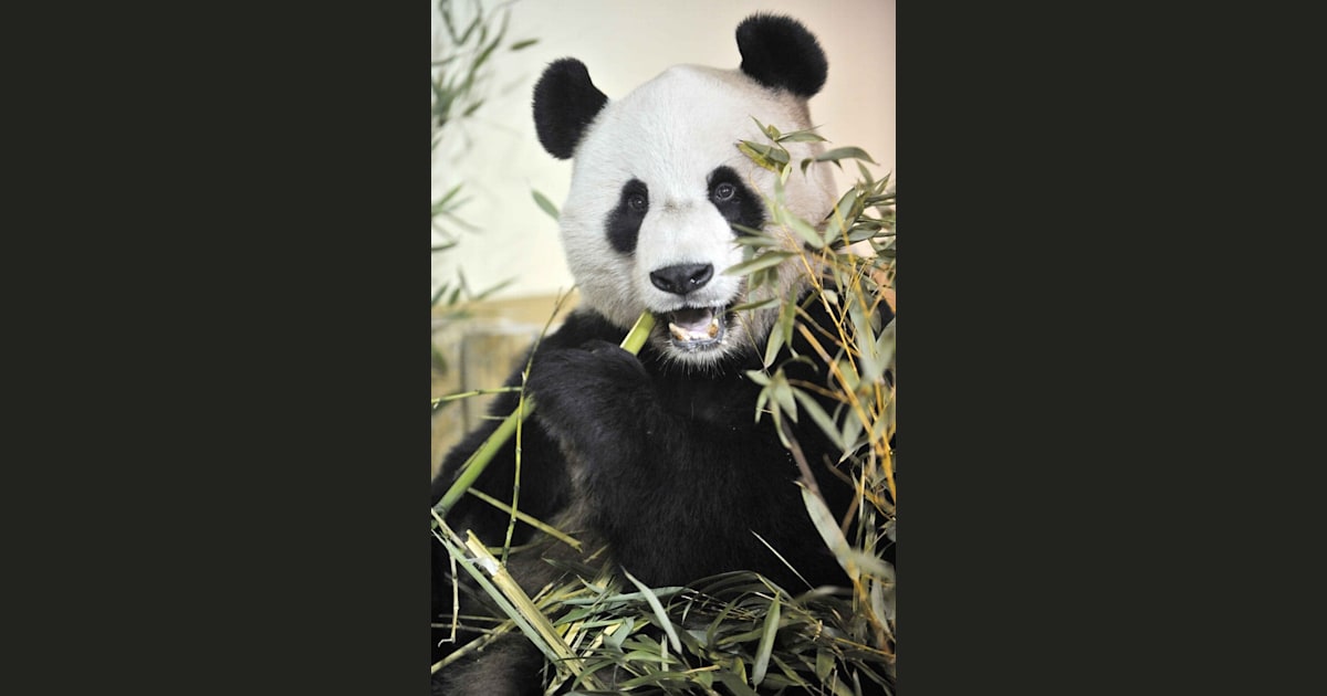 Great Scot! Panda pair arrive at Edinburgh Zoo