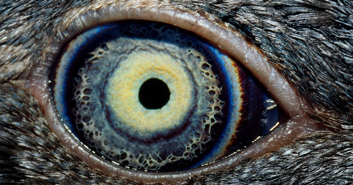 The (animal) eyes have it!