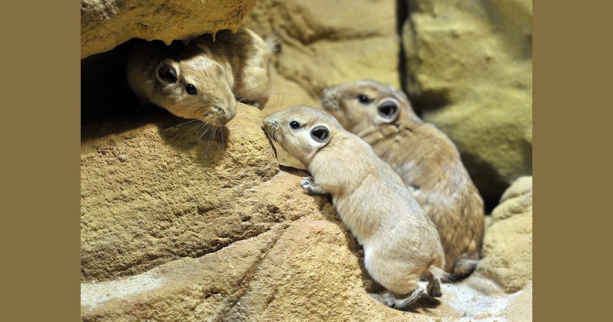 Wild and wacky animals at zoos around the world