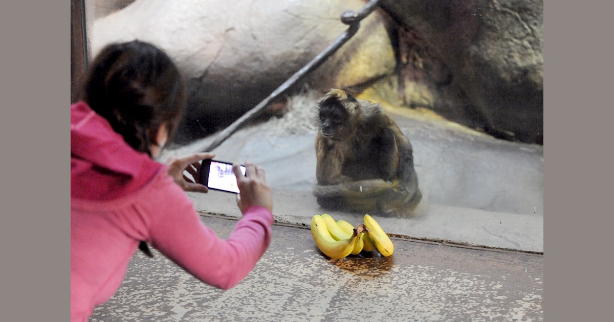 Psychic monkey goes bananas for Gingrich