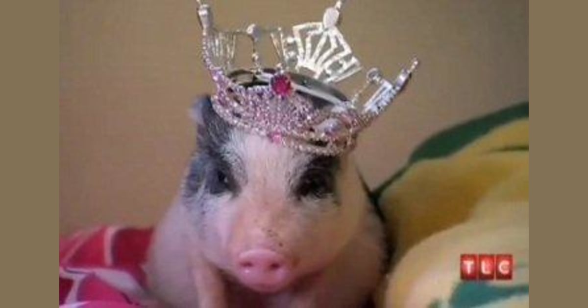 Honey Boo Boo forced to give up beloved pet pig Glitzy