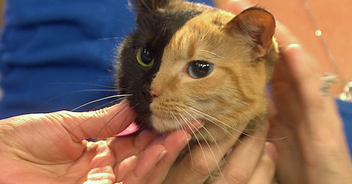 Two-faced cat is drawing double takes across Web