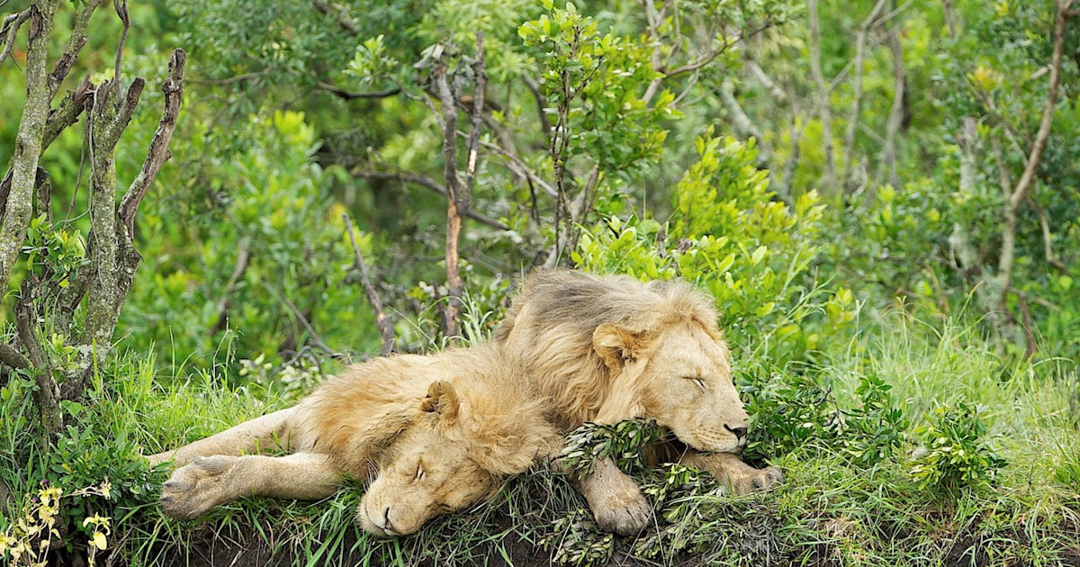 Six lazy lions lounge in a line