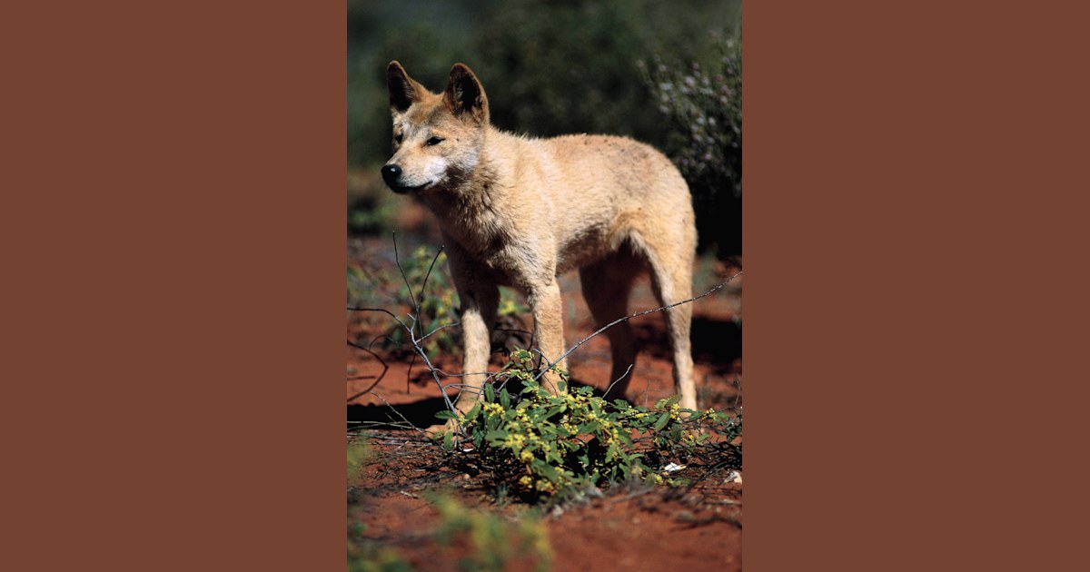 The dingo case 30 years later: Will there be justice for Azaria?