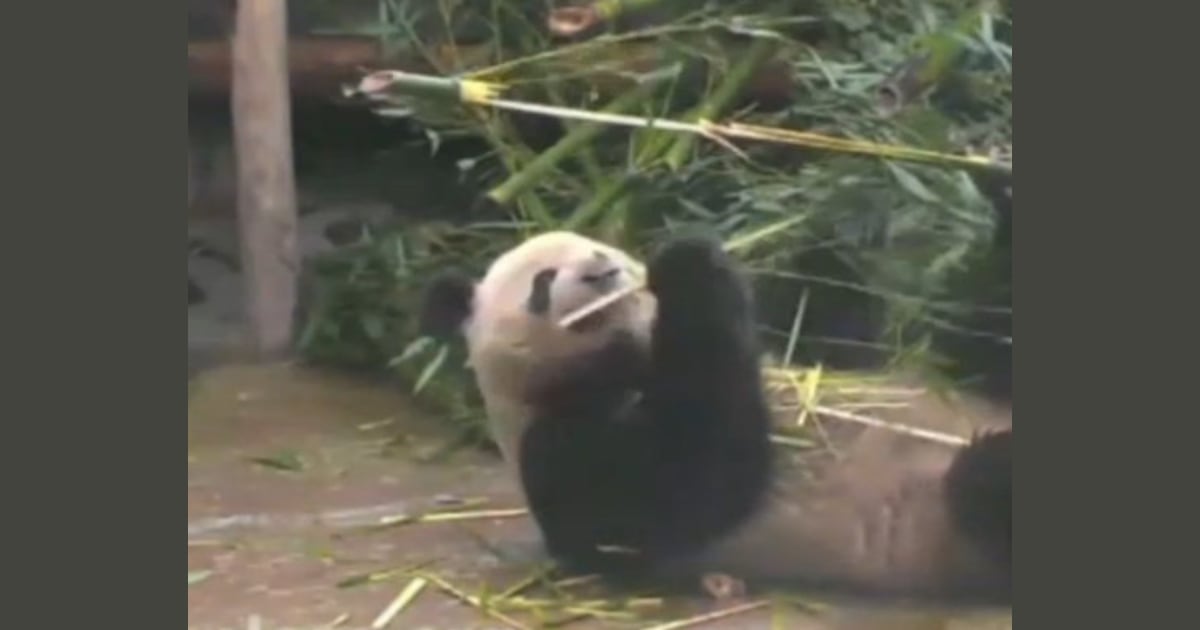 New panda cam gives you live close-ups from China