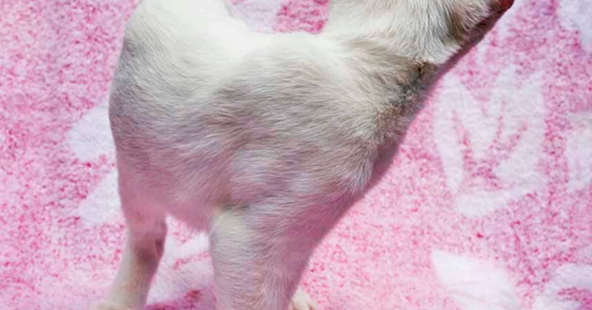 Faceless kitten photos: Cute or kooky?