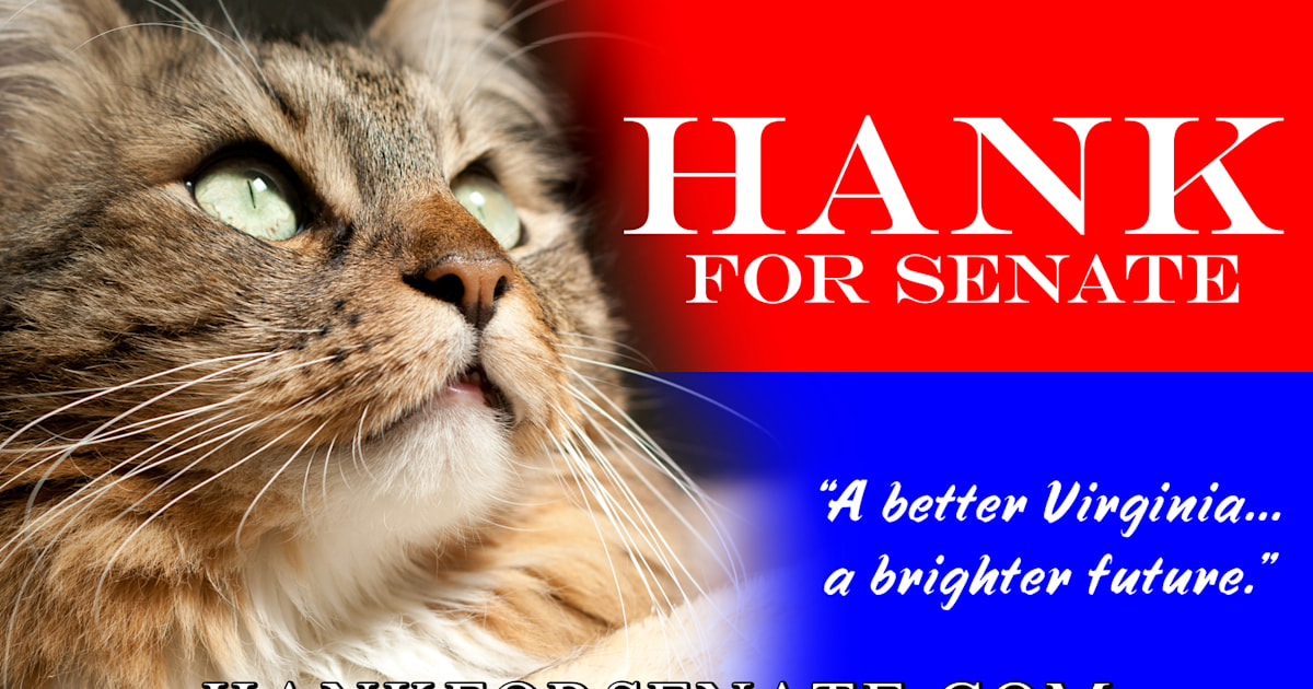 Hank, cat of the people, is running for Senate