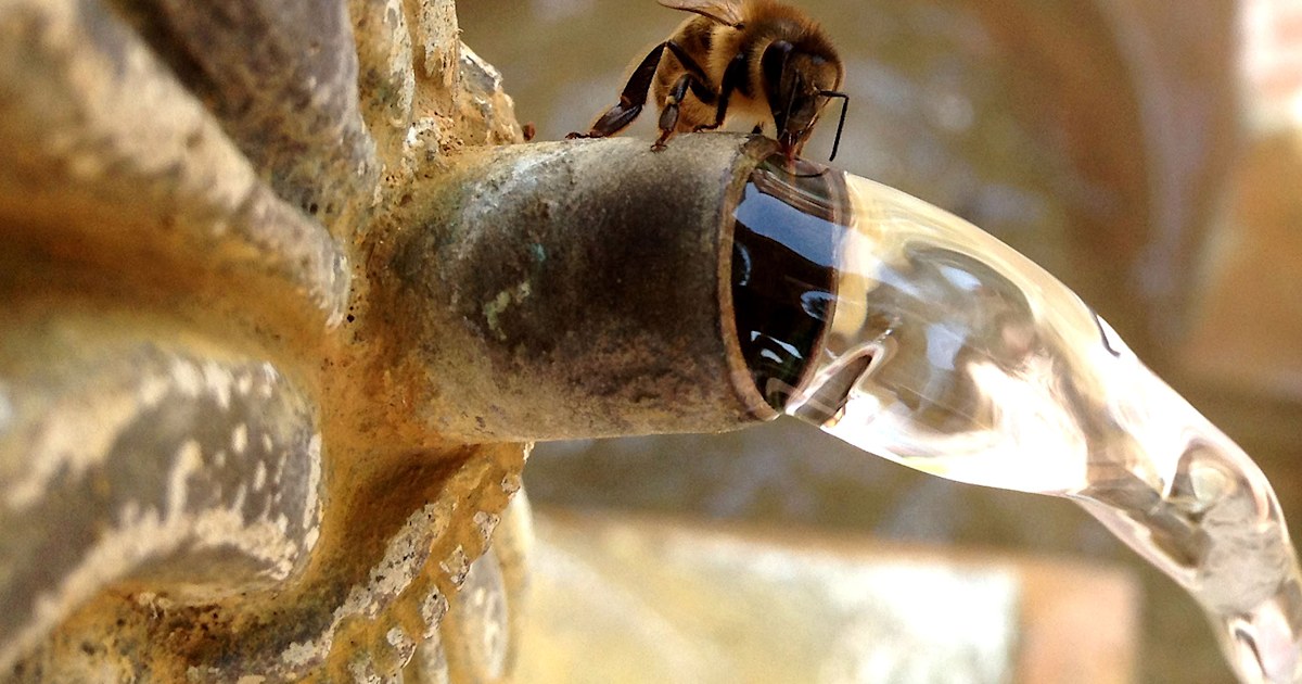 The art of bee-ing hot in North Carolina