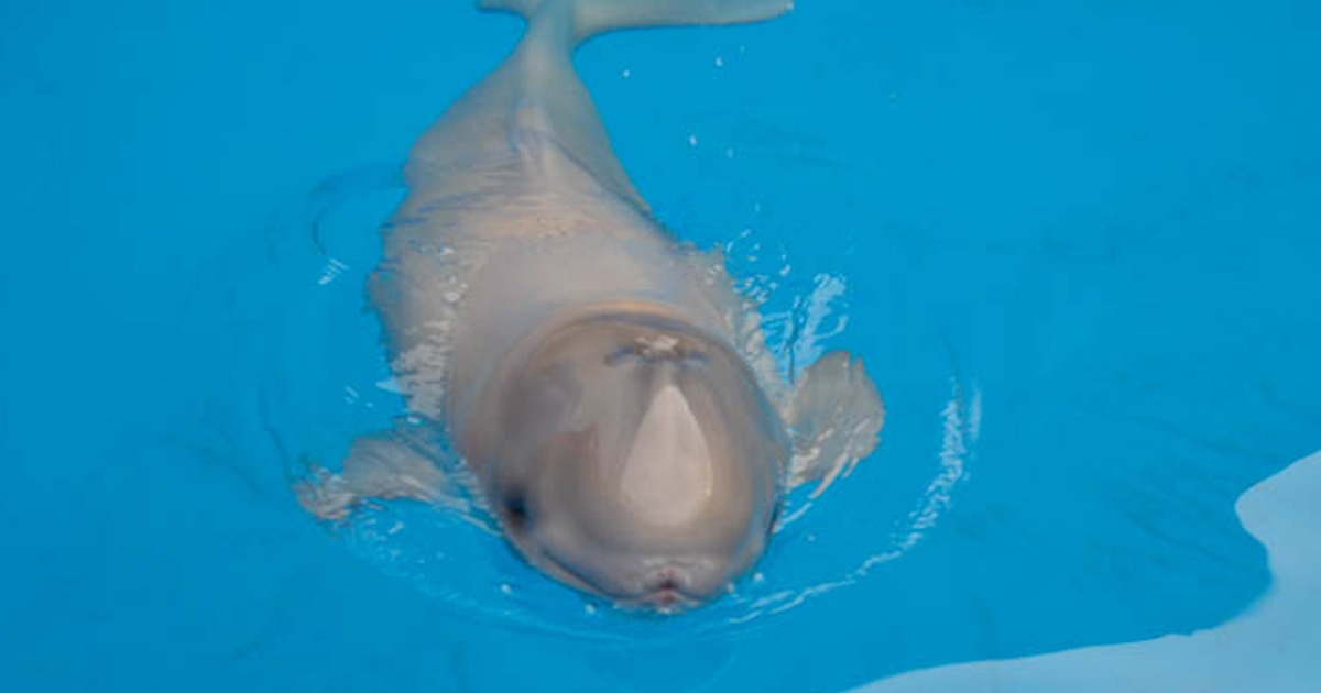 Orphaned beluga dies at Alaska aquarium